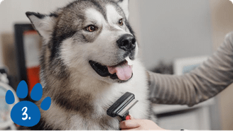 The Jolly Groomer | Dog Grooming In-Store | Jollyes
