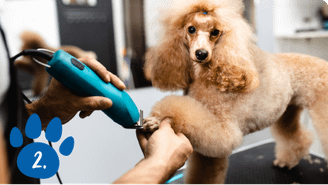 The Jolly Groomer | Dog Grooming In-Store | Jollyes